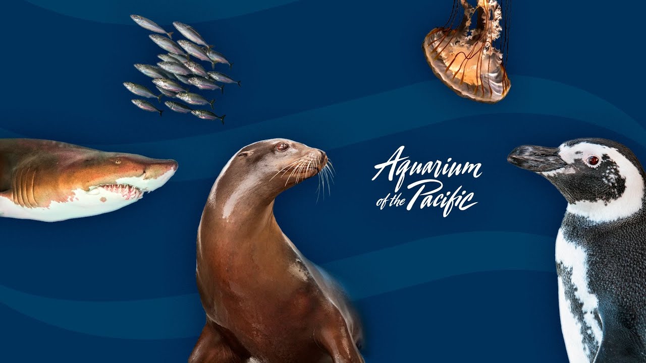 I SPY - Aquarium Of The Pacific Zoo Guide