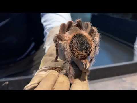 Sep 27 - The Bug House - Zoos - USA - Texas - Houston Zoo Zoo Guide