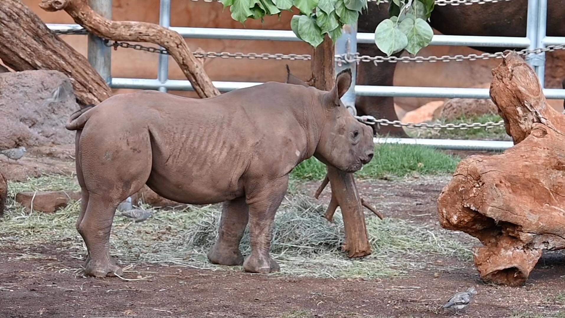 HACHOO! Cutest Sneezing Baby Rhino Steals The Show - Honolulu Zoo Zoo Guide