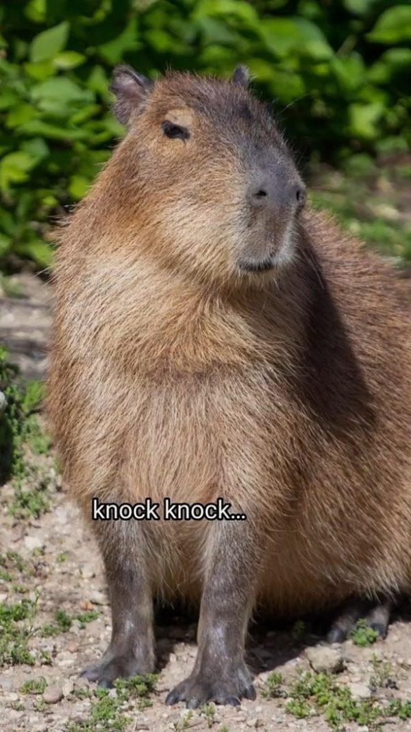 Happy Capybara Day! From Travis And Marley - Sedgwick County Zoo Zoo Guide