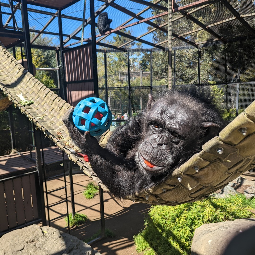 Hammock Day Swings With Andi Chimp And Keeper Elisa - Oakland Zoo Zoo Guide
