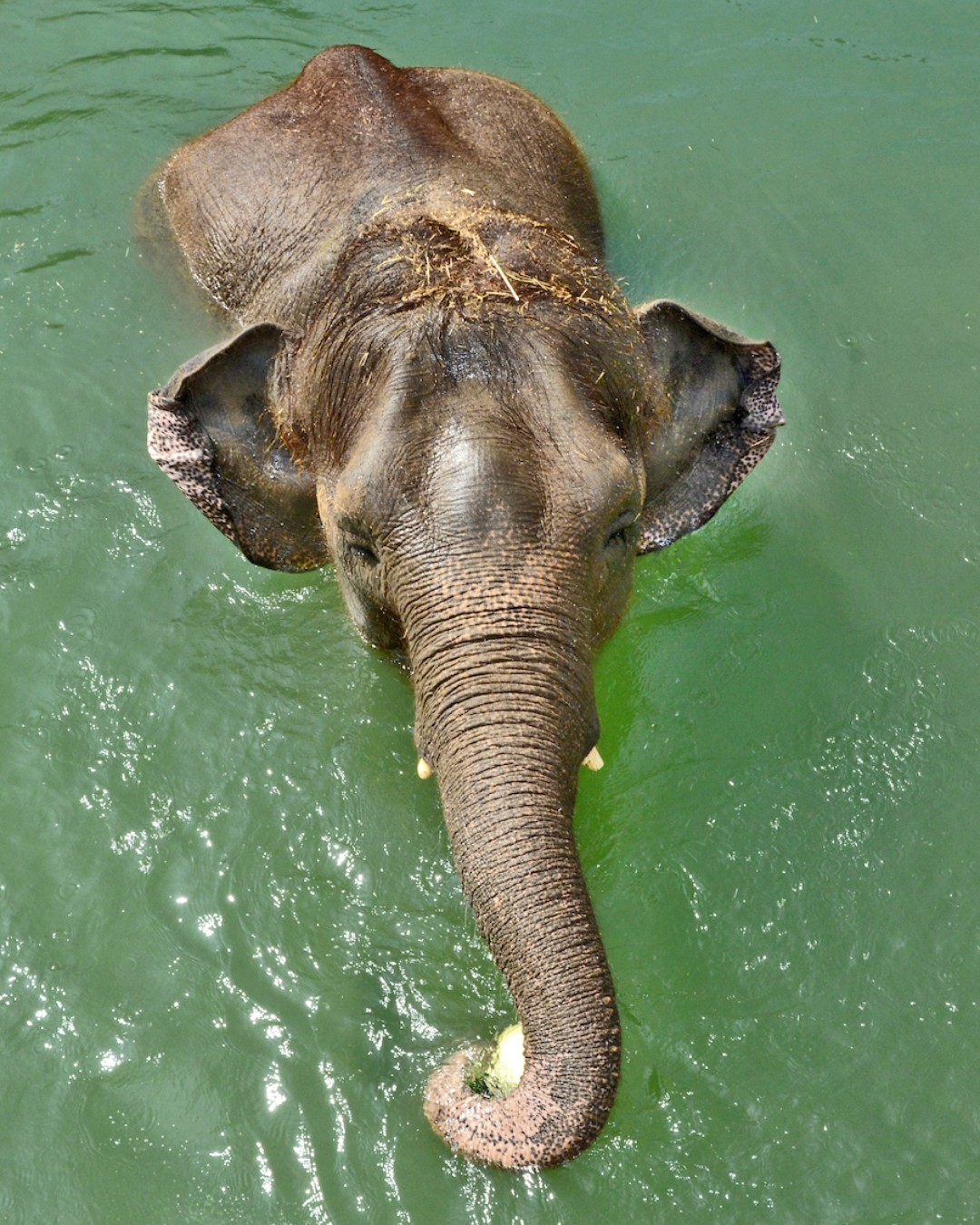 Staying Cool This Summer Heat Wave: Shaunzi The Asian Elephant - Zoos ...