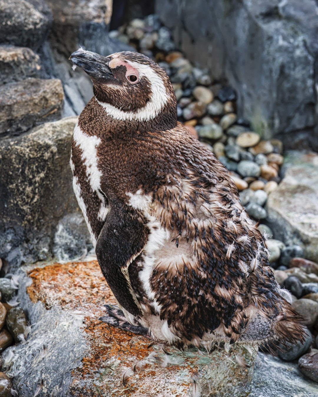 Penguin's Molting Season: New Feathers! - Zoos - USA - California ...