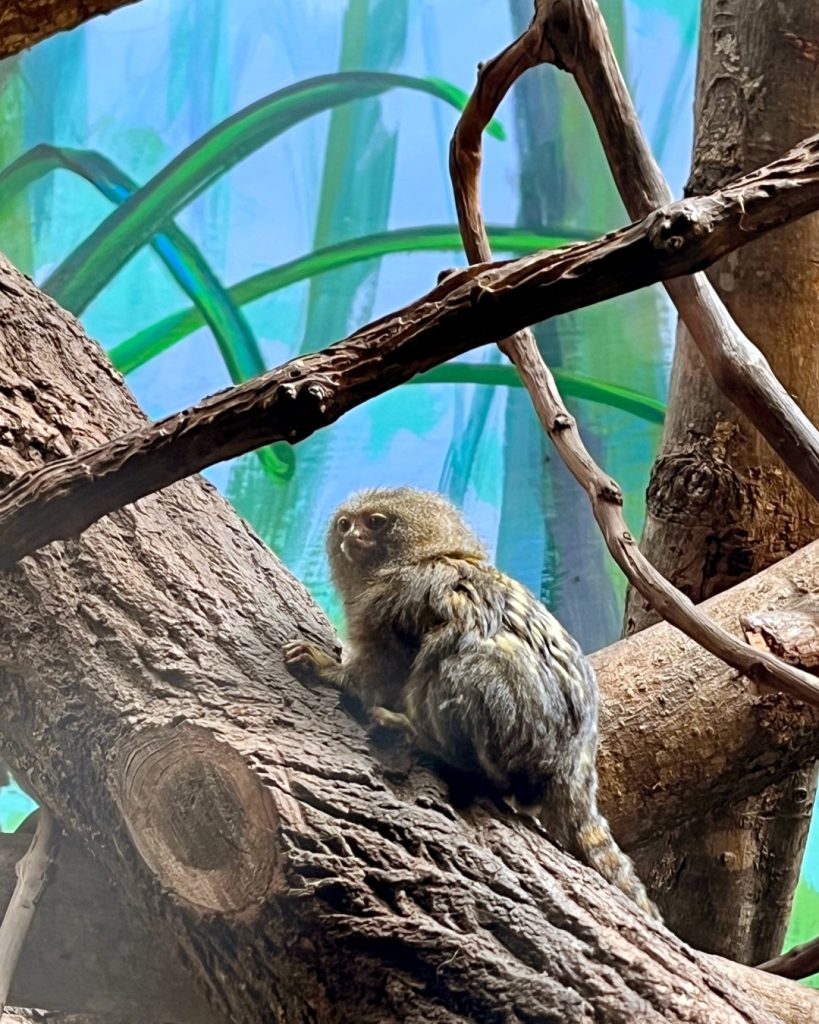 Introducing Pygmy Marmosets: World's Tiniest Monkeys With Big ...