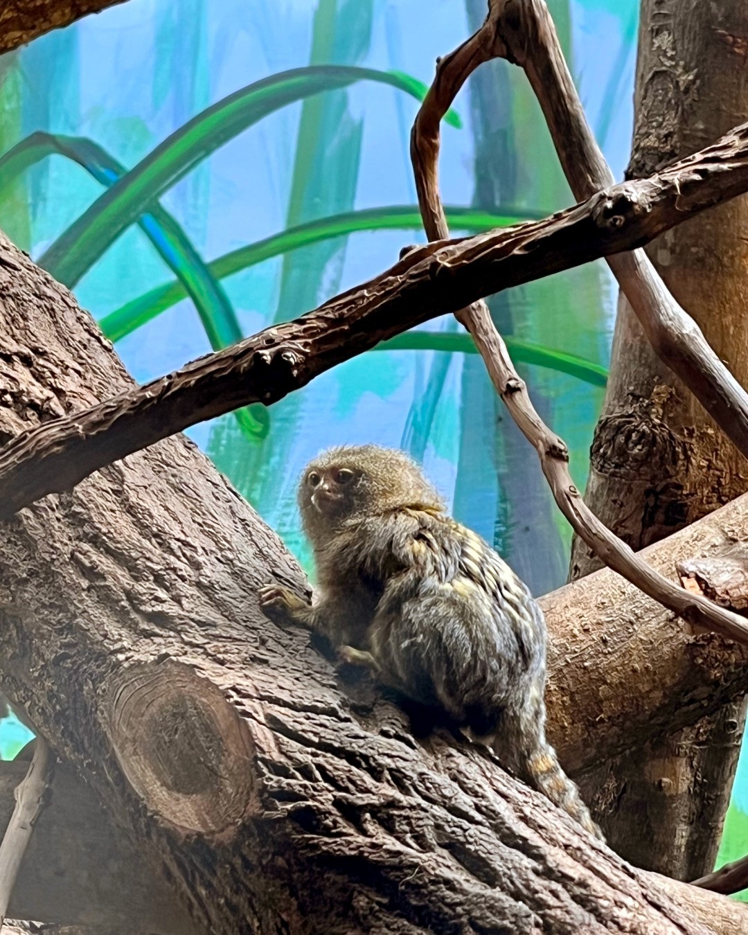 Introducing Pygmy Marmosets: World's Tiniest Monkeys With Big ...