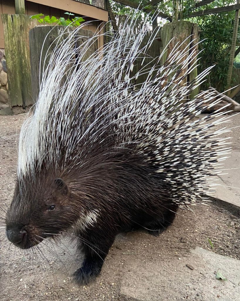 Beware: Prickly Quills! - Cape May County Zoo Zoo Guide