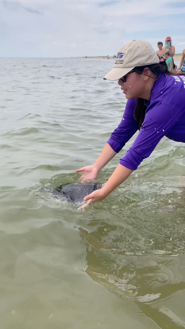 Three Endangered Sea Turtles Released At Mae’s Beach - Audubon Aquarium ...