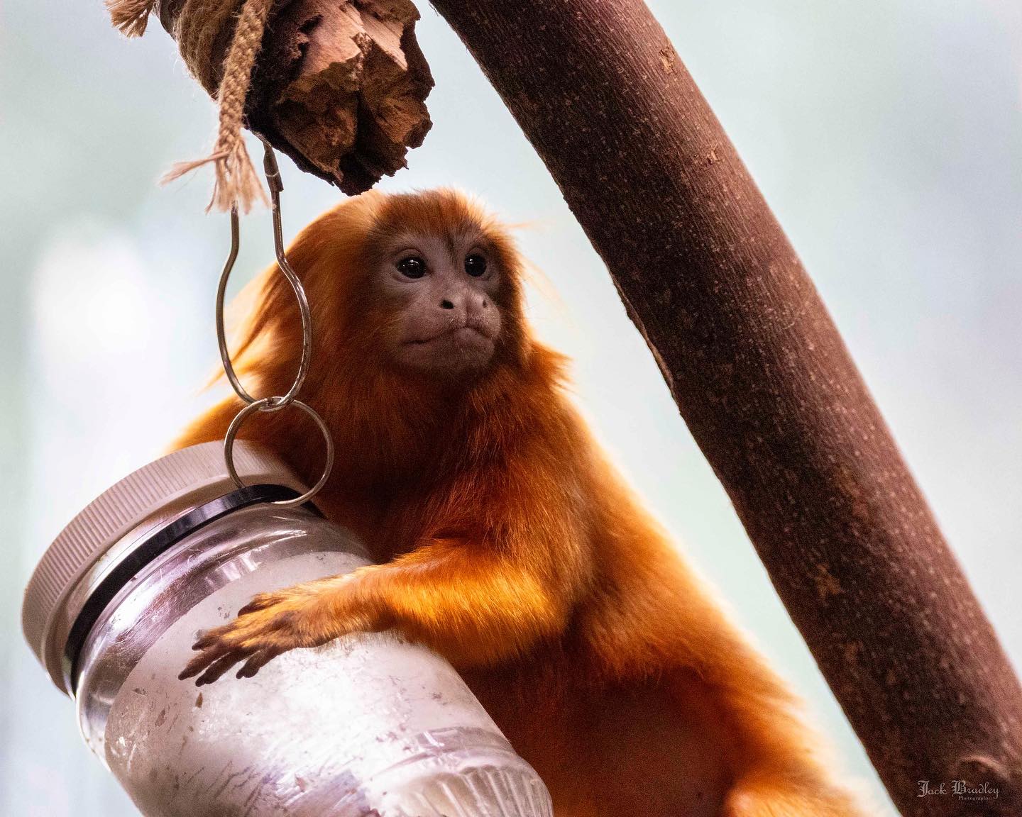 Did You Know: Golden Lion Tamarins Reduced To 200 In The Wild ...