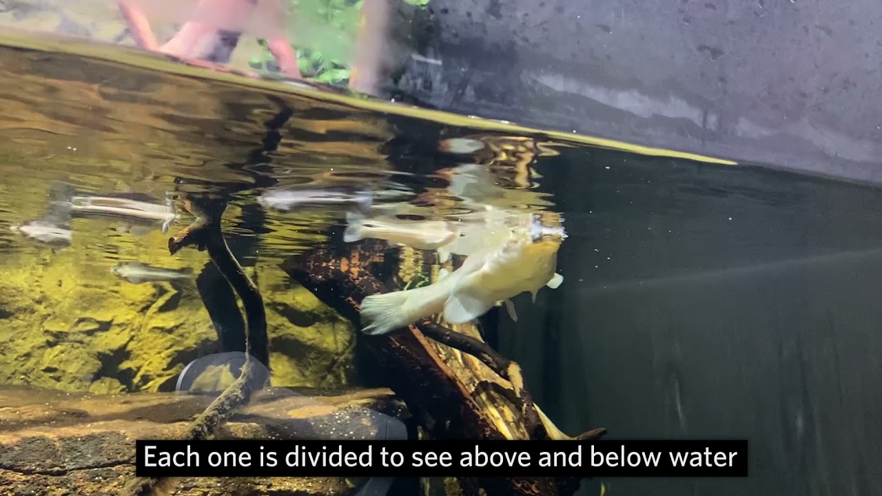 Four-Eyed Fish: Creature Closeups! - Steinhart Aquarium Zoo Guide