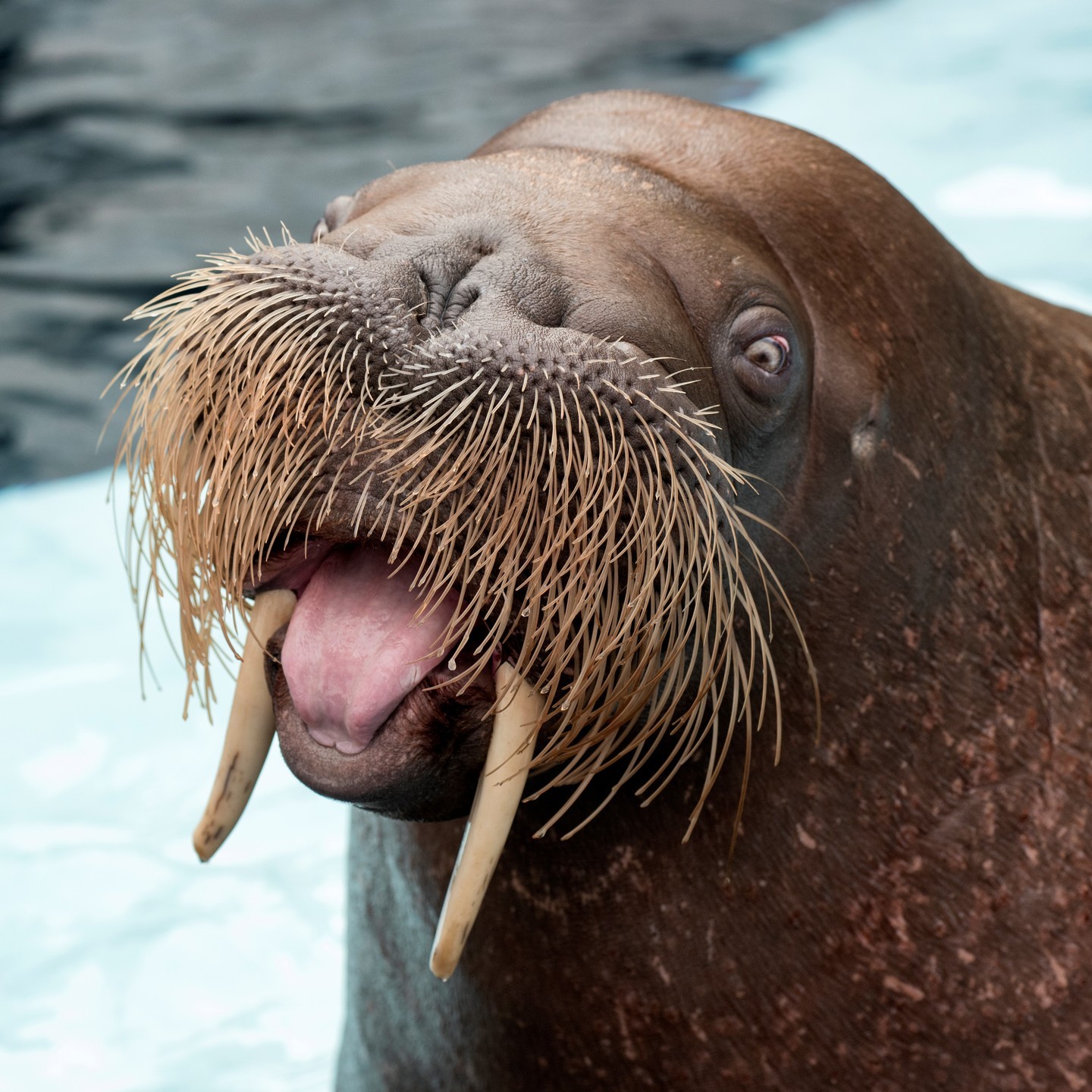Rolling Into The Weekend Like: Meet Our Walruses! - SeaWorld San Diego ...