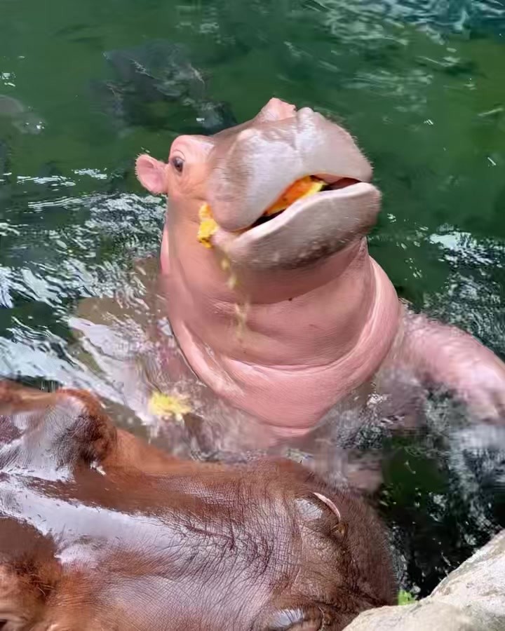 Hungry Hippo Fritz: Feed The Beast! - Zoos - USA - New York - Seneca ...