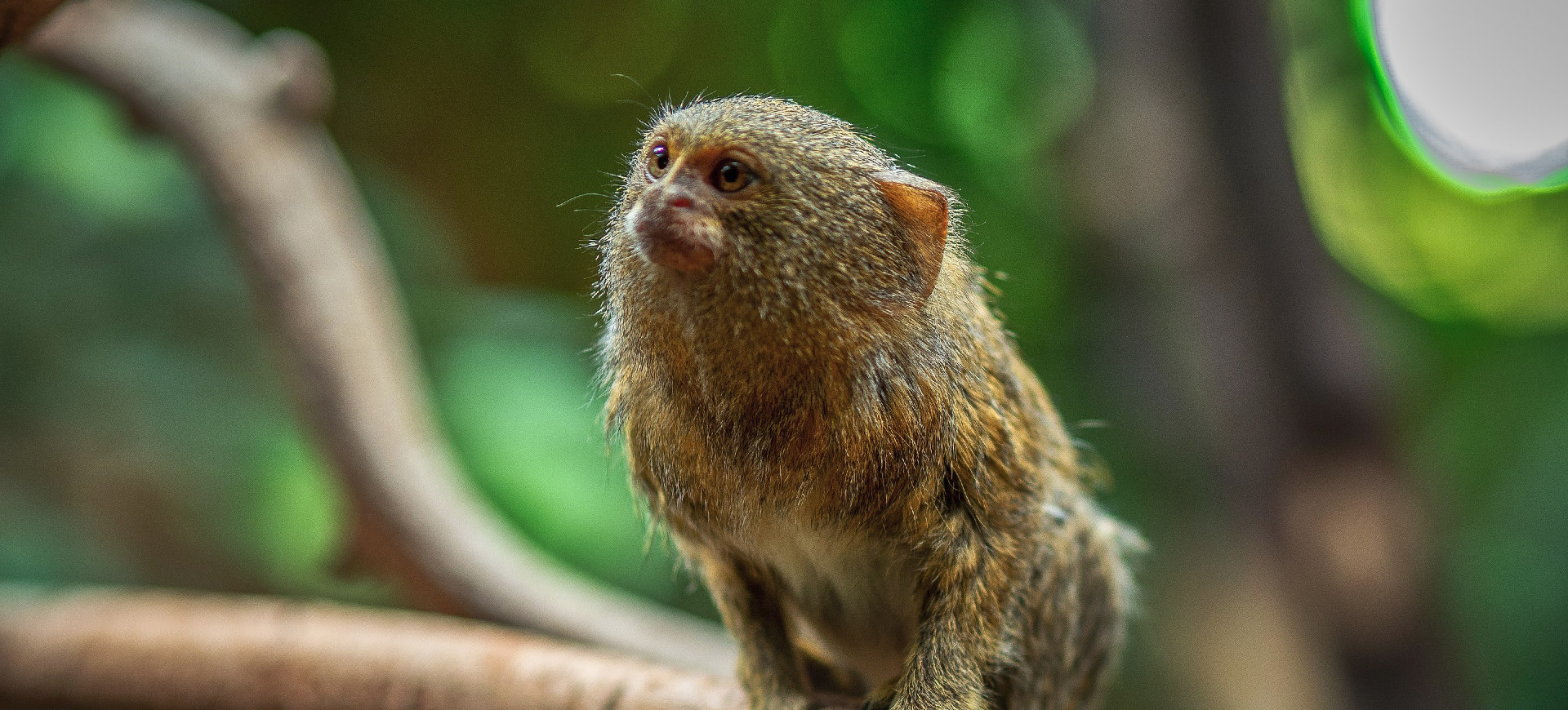 Definitive Guide To Western Pygmy Marmoset Facts, Habitat, Conservation ...