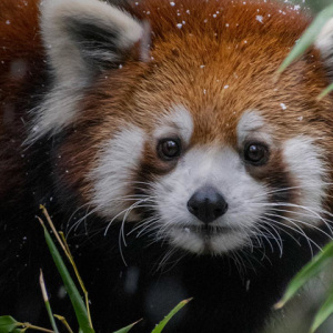 A Guide To Your Cold Weather Zoo Visit - Zoos - USA - Tennessee ...