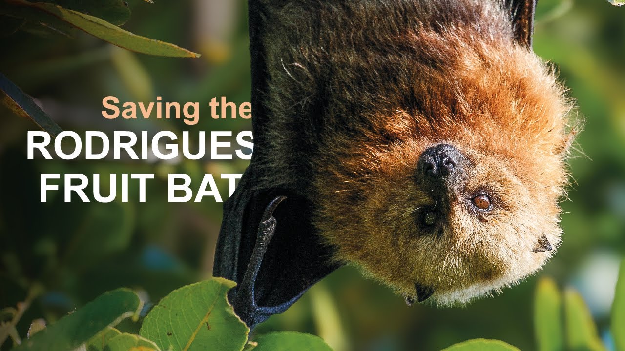 Saving The Rodrigues Fruit Bat - Zoos - USA - California - Santa ...