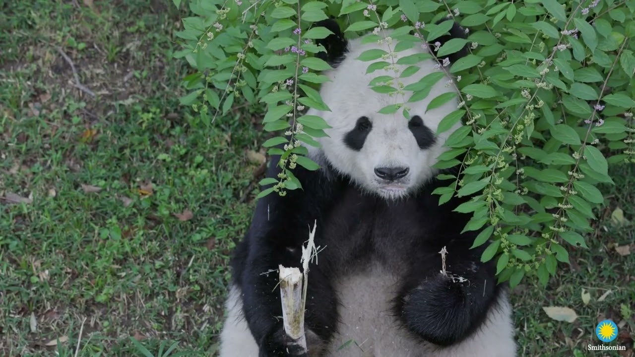 Farewell, Tian Tian - Zoos - USA - Washington DC - National Zoo Zoo Guide