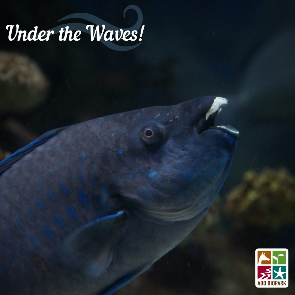 Meet Midnight Parrotfish: Scarus Coelestinus - Zoos - USA - New Mexico ...