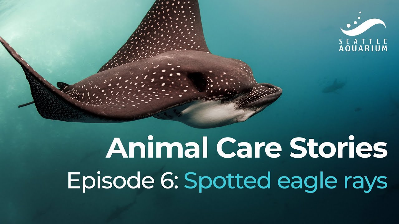 Spotted Eagle Rays: Animal Tales Ep. 6 - Seattle Aquarium Zoo Guide