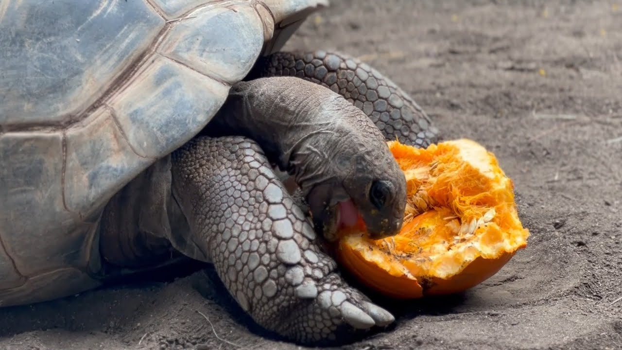 Tortoise Squash Feast - Zoos - USA - California - Los Angeles Zoo Zoo Guide