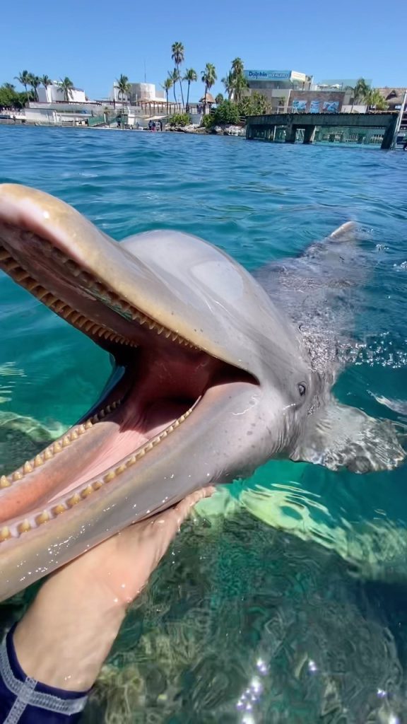 Our Dolphins Await To Share Magical Moments With You! - Dolphin ...