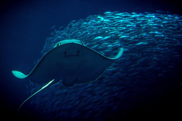 Flat Fish Flawlessly Flutters With Fins - Monterey Bay Aquarium Zoo Guide