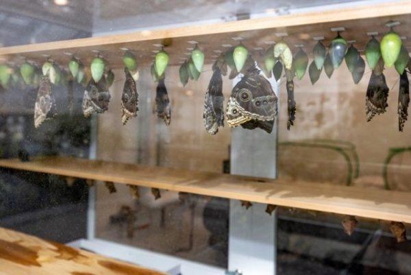 Insectarium & Canadian Agency Collaboration - Montréal Biodôme Zoo Guide