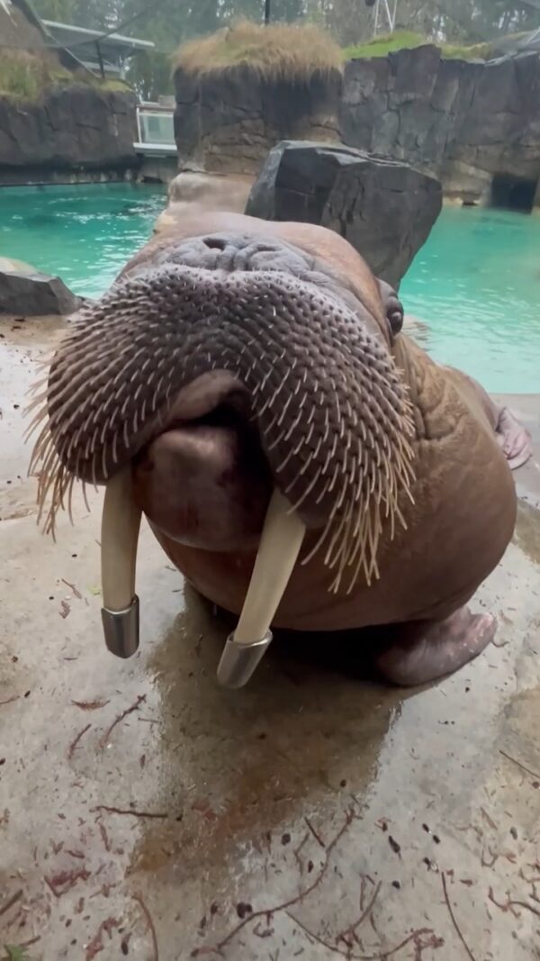 Incredible Walrus Sounds - Point Defiance Zoo & Aquarium Zoo Guide