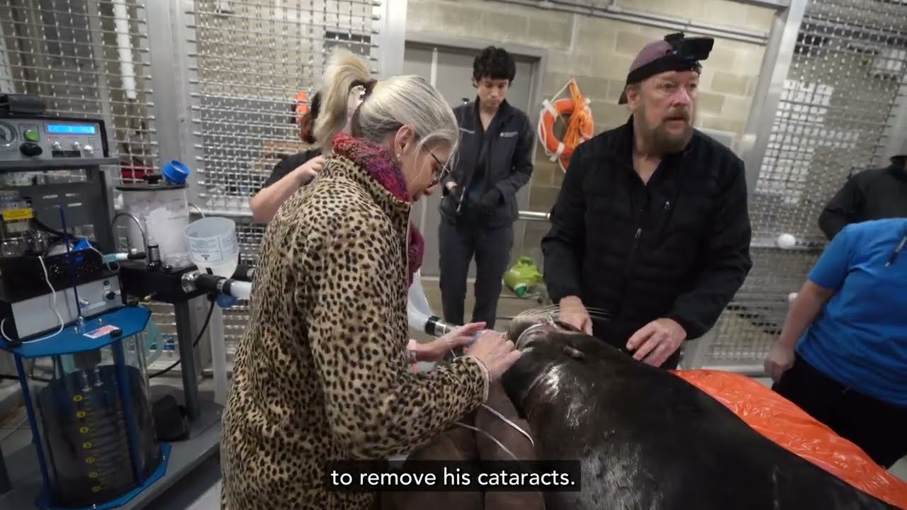 Sea Lion Eye Surgery Methods - Zoos - USA - Ohio - Columbus Zoo And ...