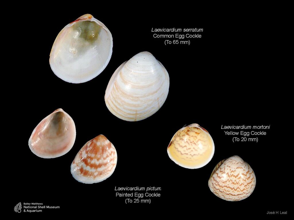 Three Egg Cockle Species In Southwest - Bailey-Matthews National Shell ...