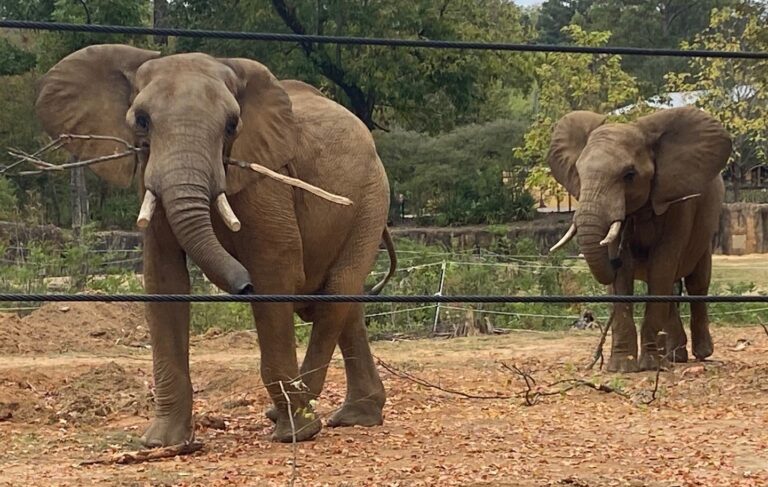 Meet Earth's Largest Land Mammal! - Zoos - USA - Alabama - Birmingham ...