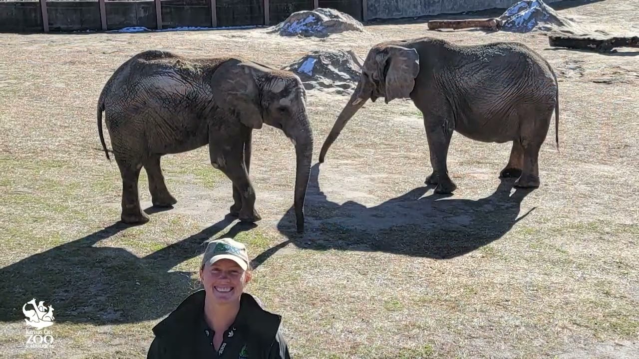 Christie & Zuri Elephant News Update! - Kansas City Zoo Zoo Guide