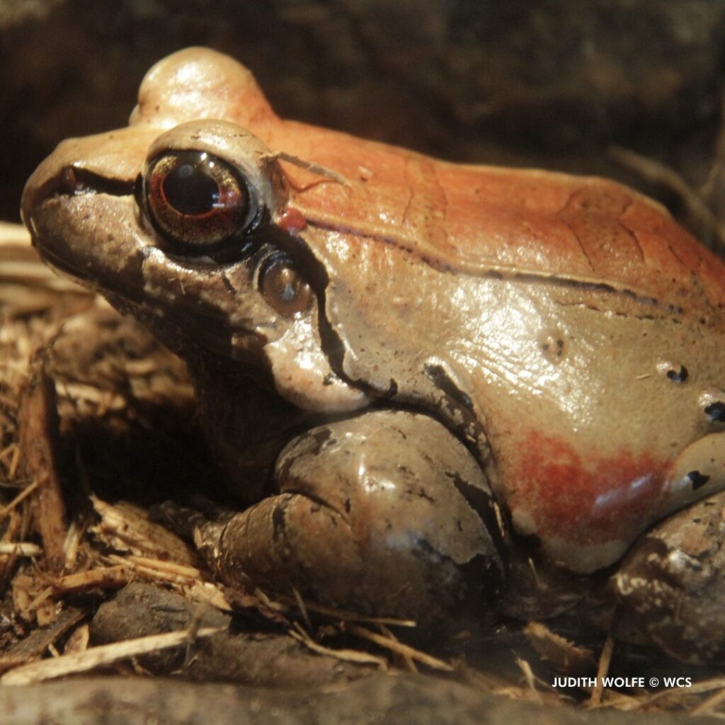 Smoky Jungle Frogs: South America's Giants - Charles Paddock Zoo Zoo Guide