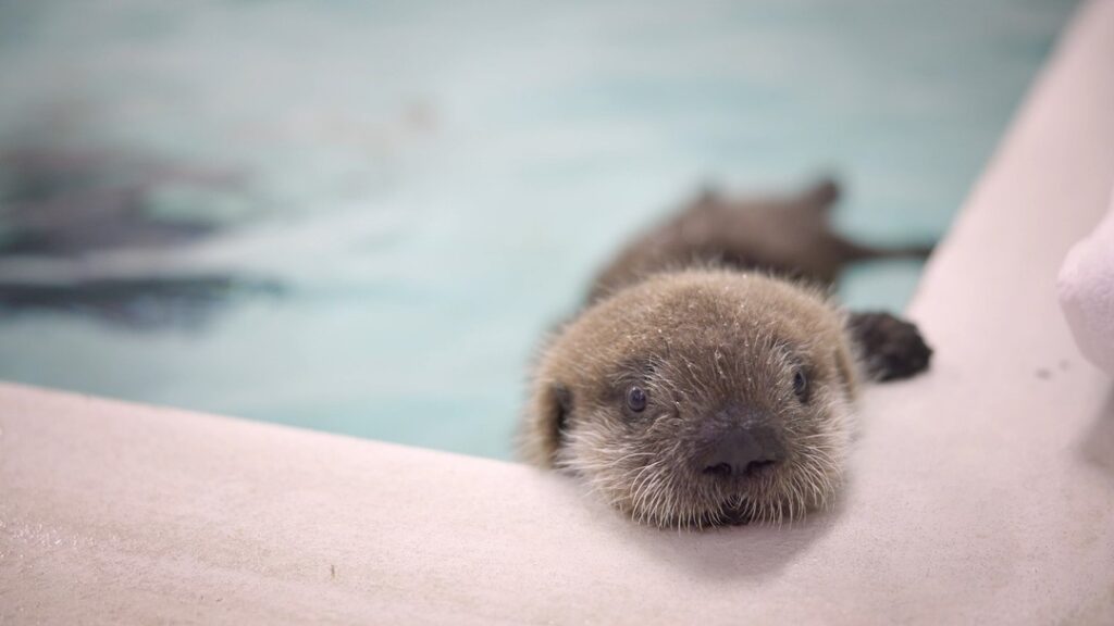 Meet The Charming Vocal Pup - Zoos - USA - Illinois - Shedd Aquarium ...