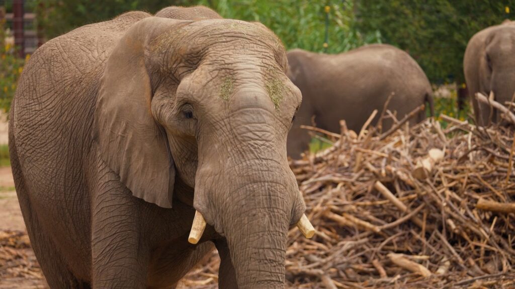 Ajani's Journey: Toledo Zoo's New Elephant - Zoos - USA - Ohio - Toledo ...