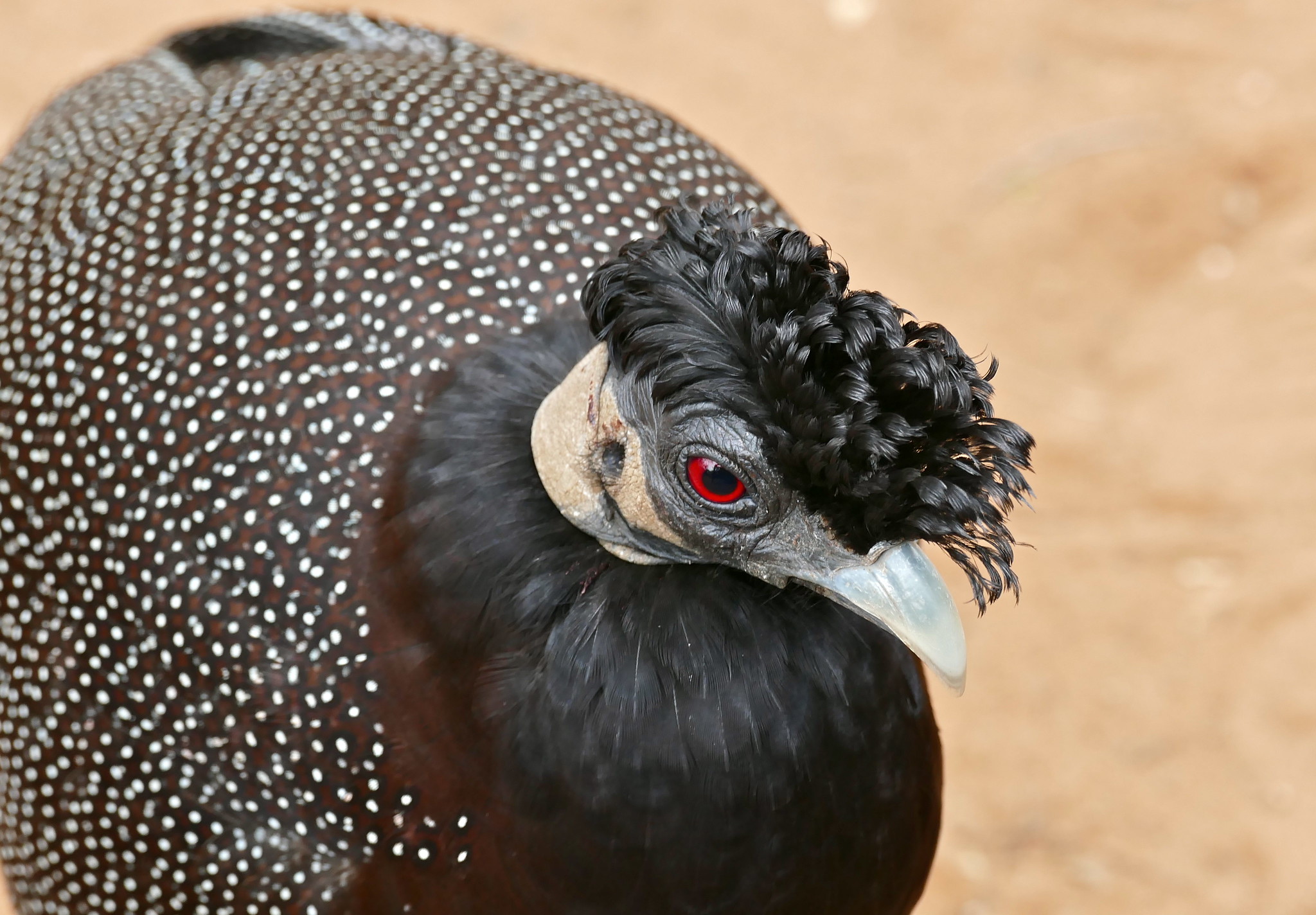 Definitive Guide To Eastern Crested Guineafowl Facts, Habitat ...