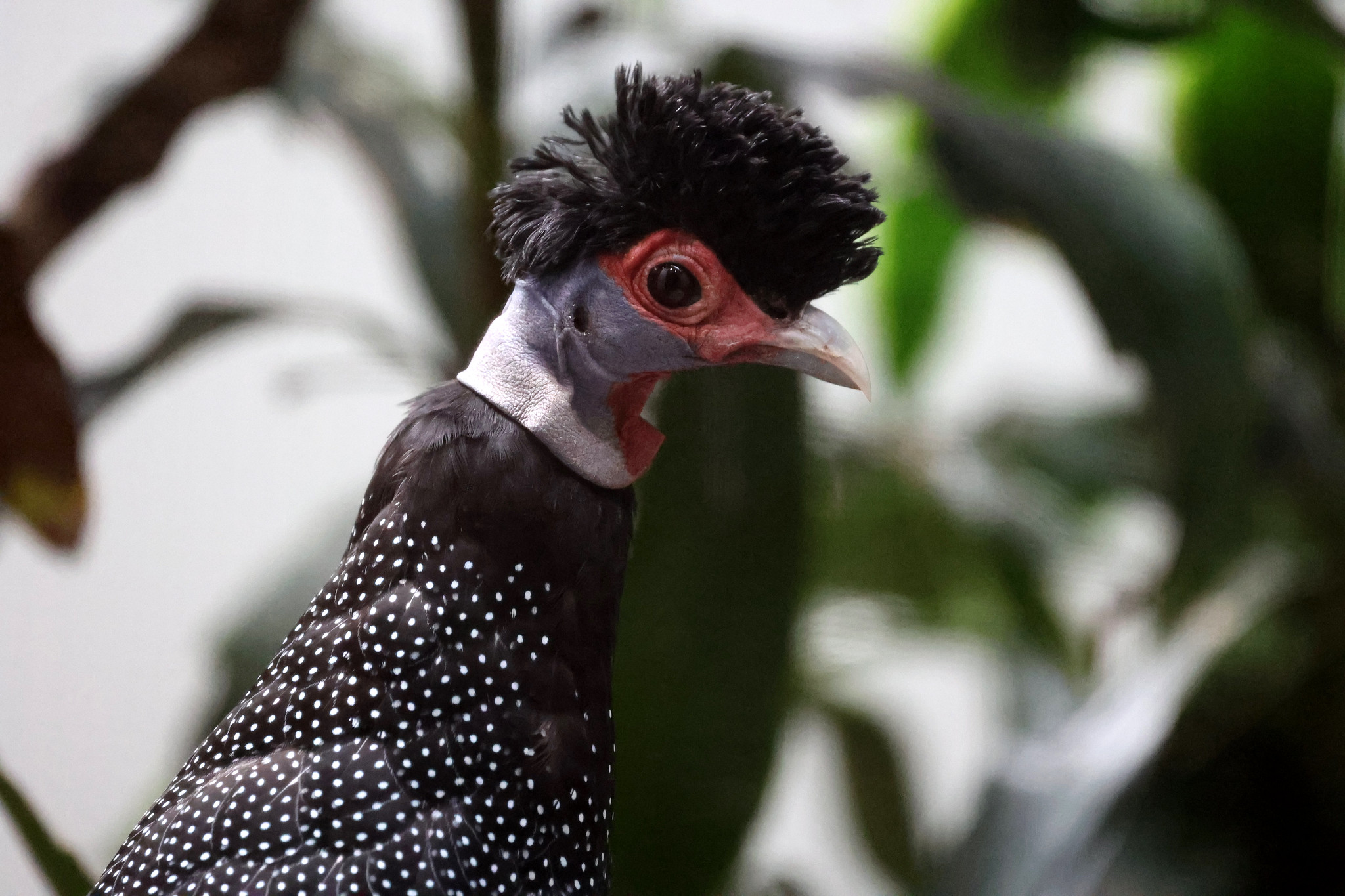 Definitive Guide To Eastern Crested Guineafowl Facts, Habitat ...