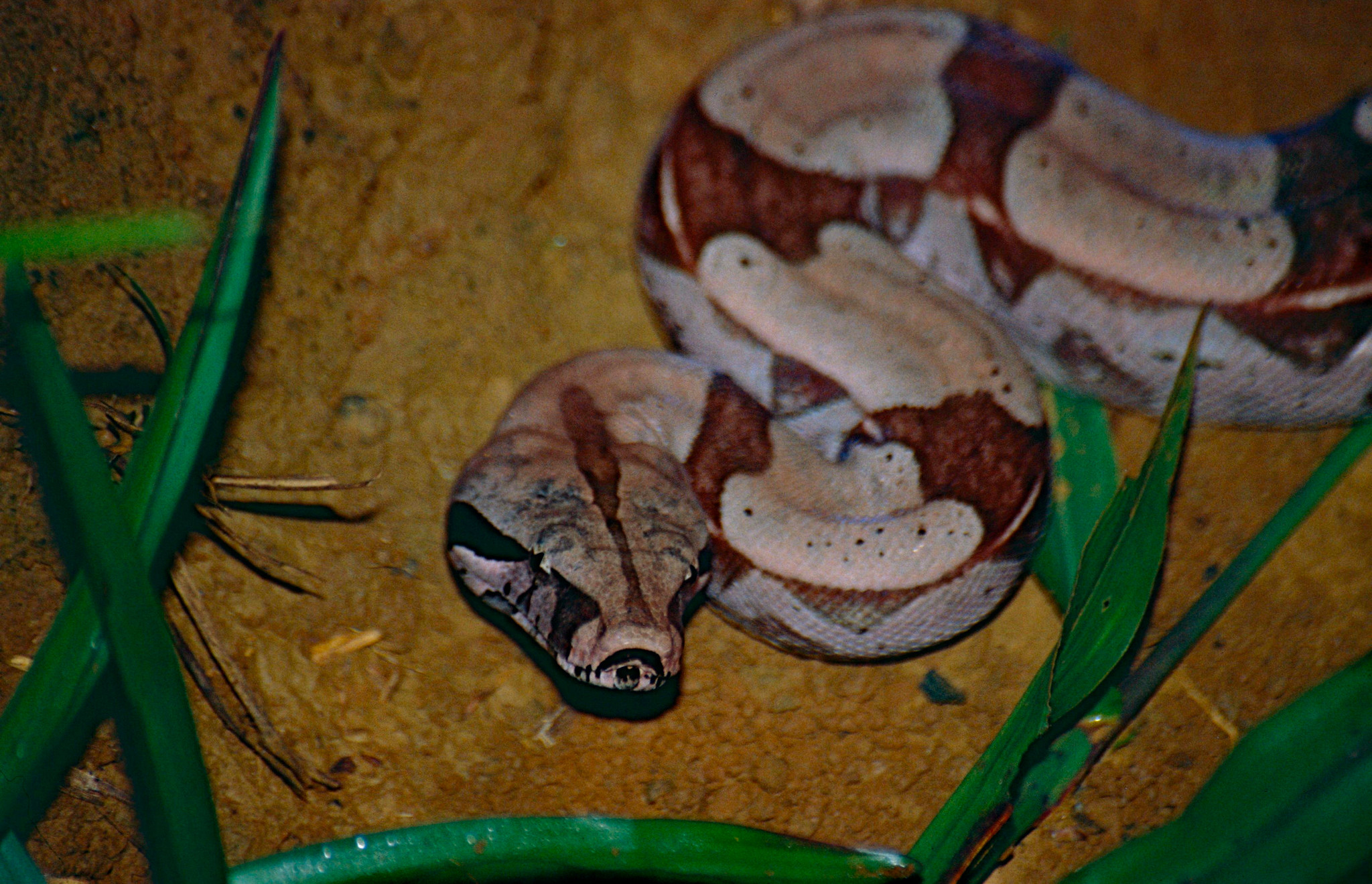Definitive Guide To Red-tailed Boa Facts, Habitat, Conservation Status ...