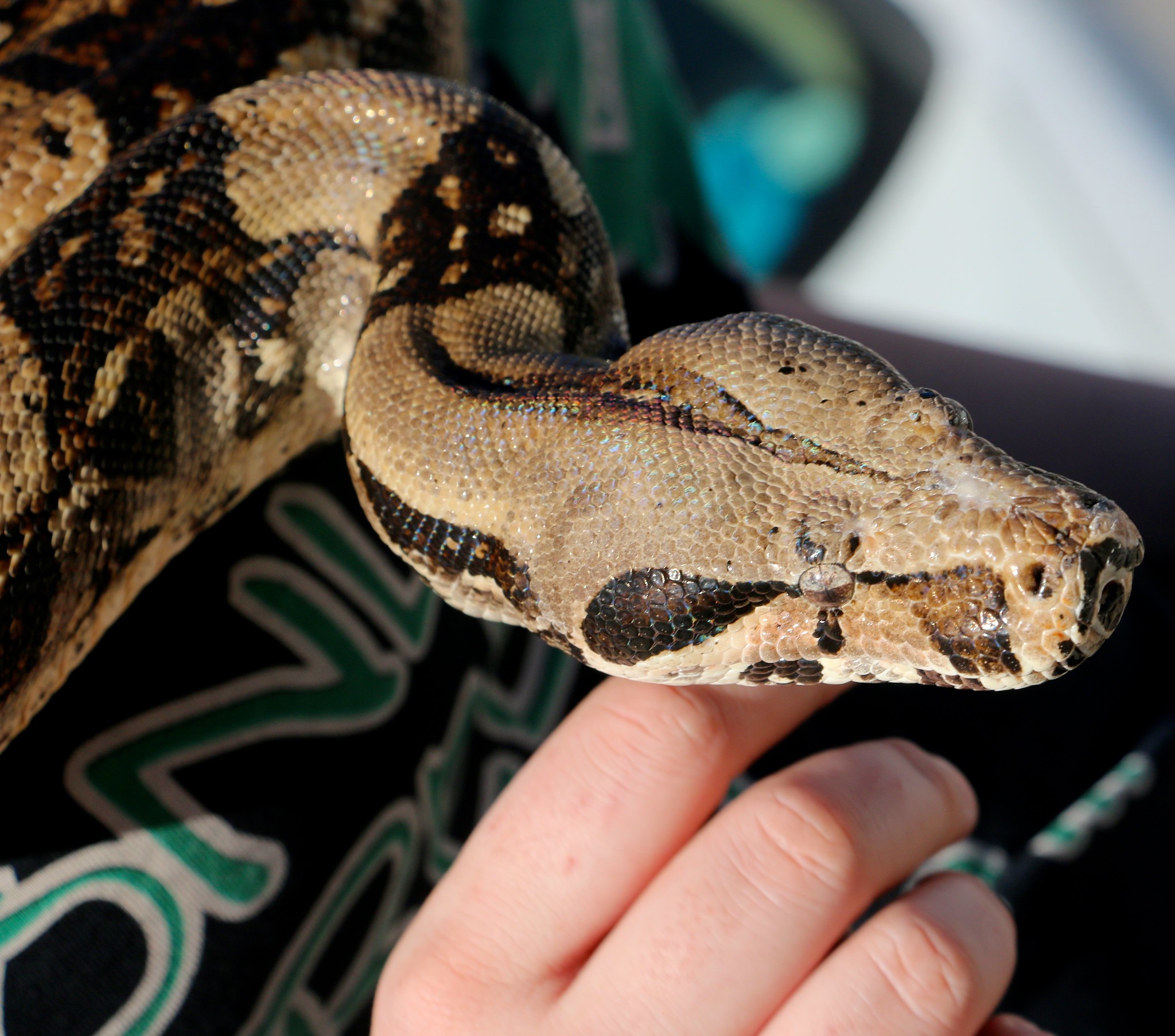 Definitive Guide To Red-tailed Boa Facts, Habitat, Conservation Status ...