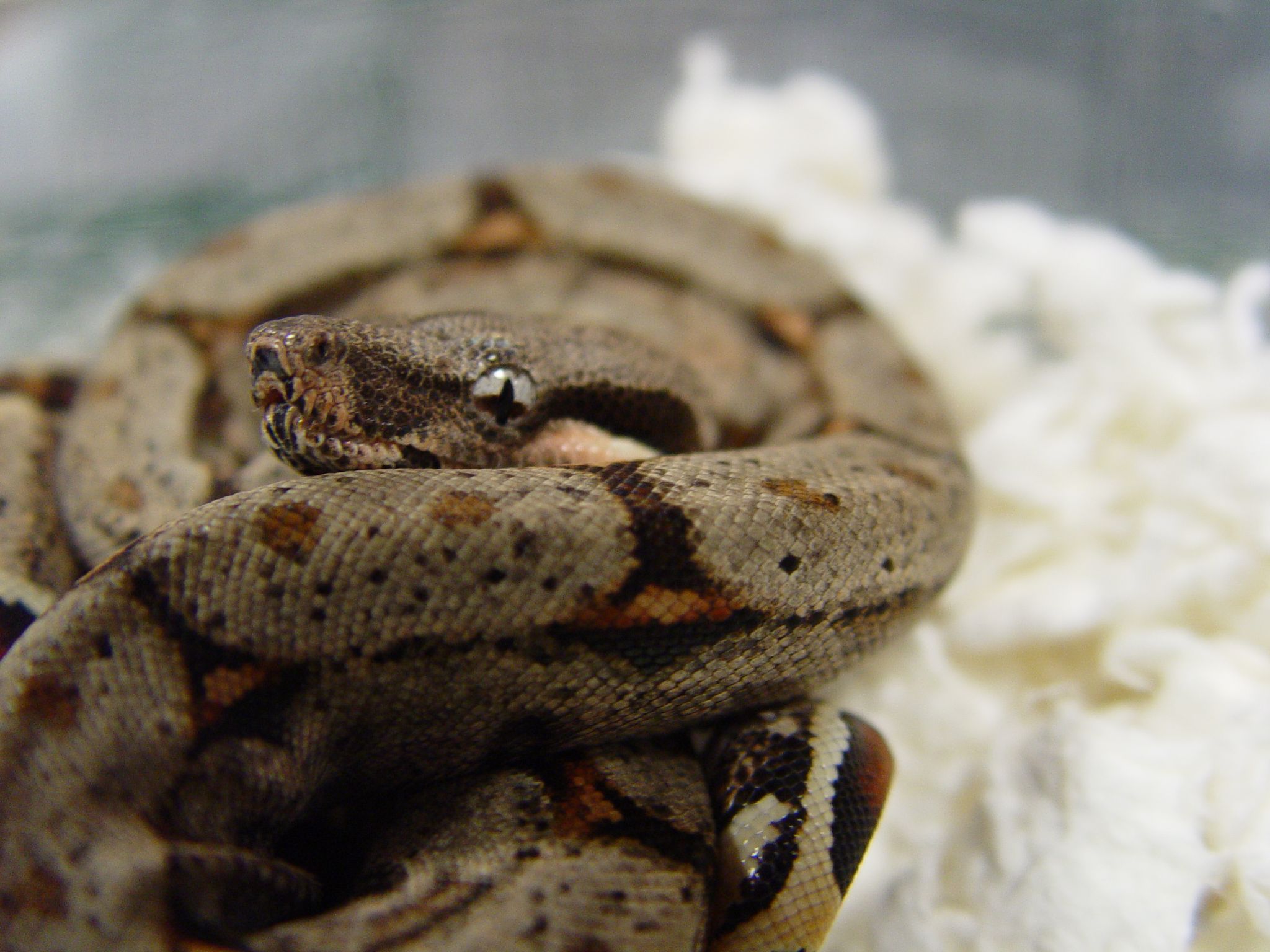 Definitive Guide To Red-tailed Boa Facts, Habitat, Conservation Status ...