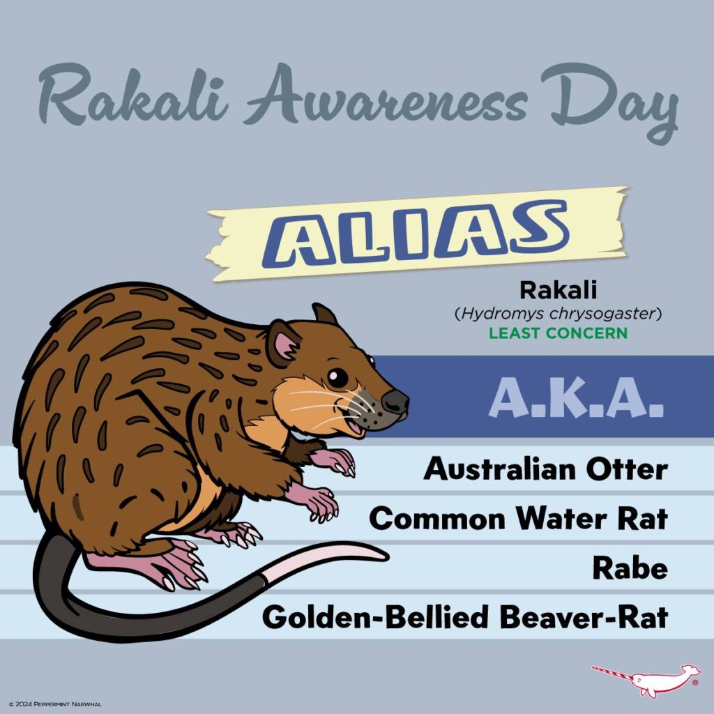 Celebrating Rakali Awareness Day! - Zoo / Animal Special Days & Events ...