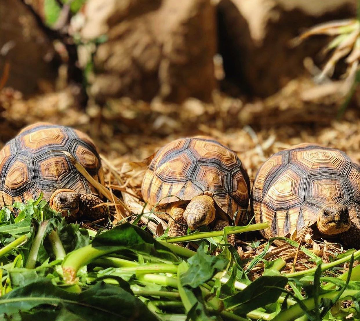 Young Ploughshare Tortoises: A Symbol Of Hope - Turtle Conservancy Zoo ...
