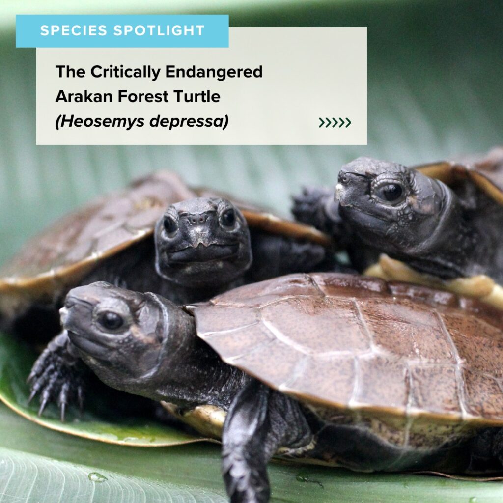 Arakan Forest Turtle: A Critically Endangered Species - Turtle Survival ...