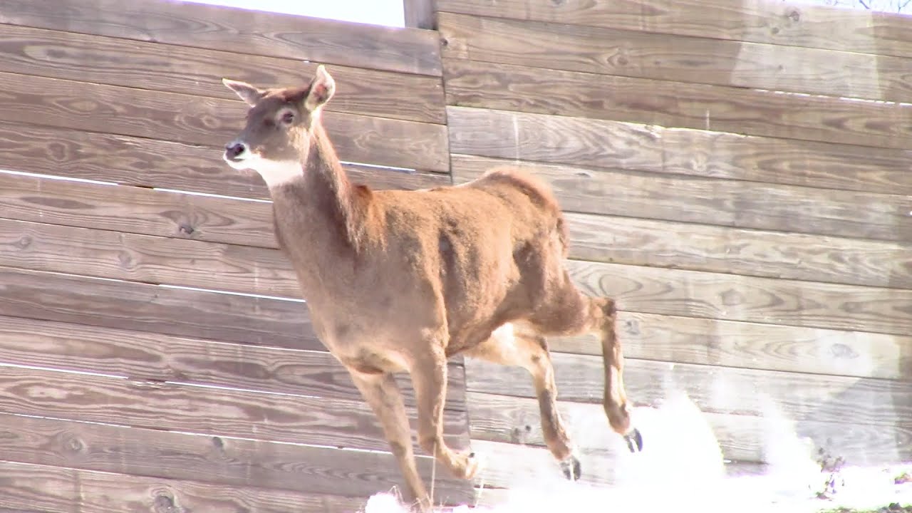 White-Lipped Deer High Spirits - Rosamond Gifford Zoo Zoo Guide