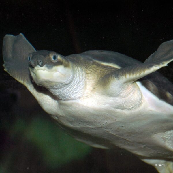 Pig-Nosed Turtles: Unique Fly River Species - Charles Paddock Zoo Zoo Guide