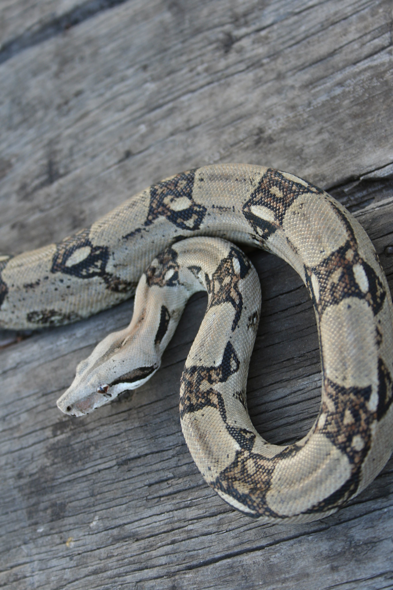 Definitive Guide To Red-tailed Boa Facts, Habitat, Conservation Status ...