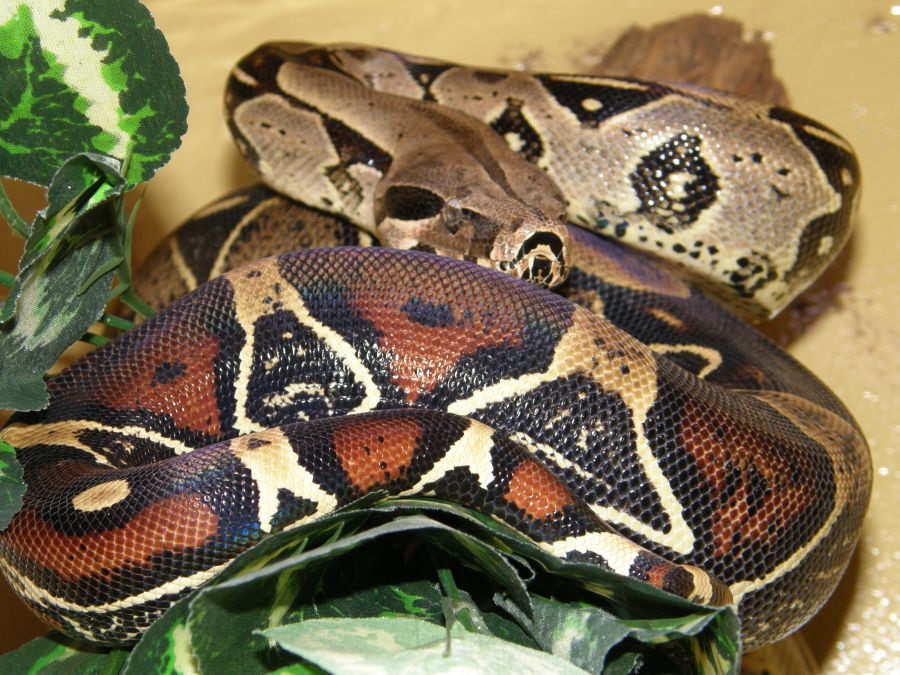 Definitive Guide To Red-tailed Boa Facts, Habitat, Conservation Status ...