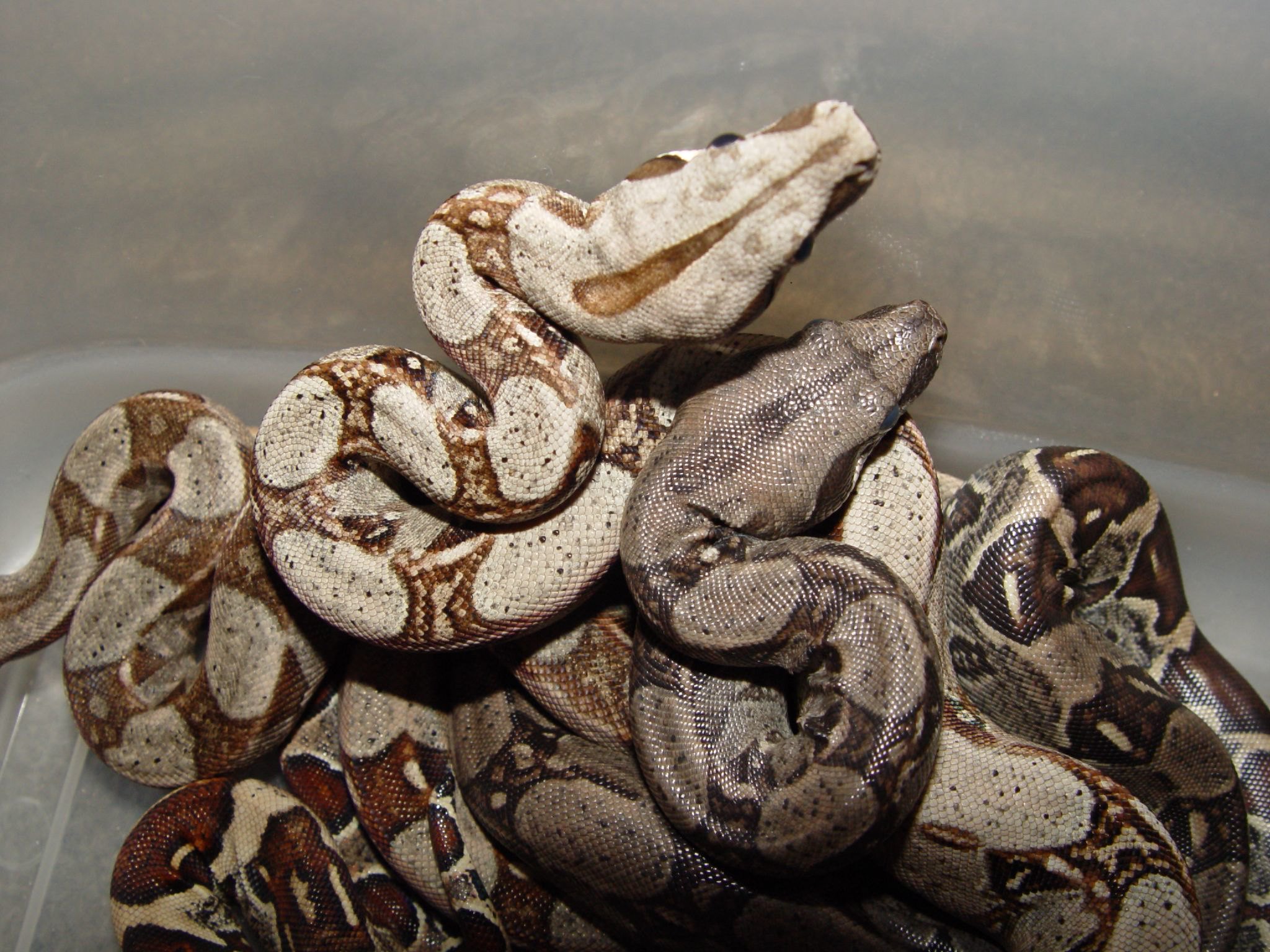 Definitive Guide To Red-tailed Boa Facts, Habitat, Conservation Status ...