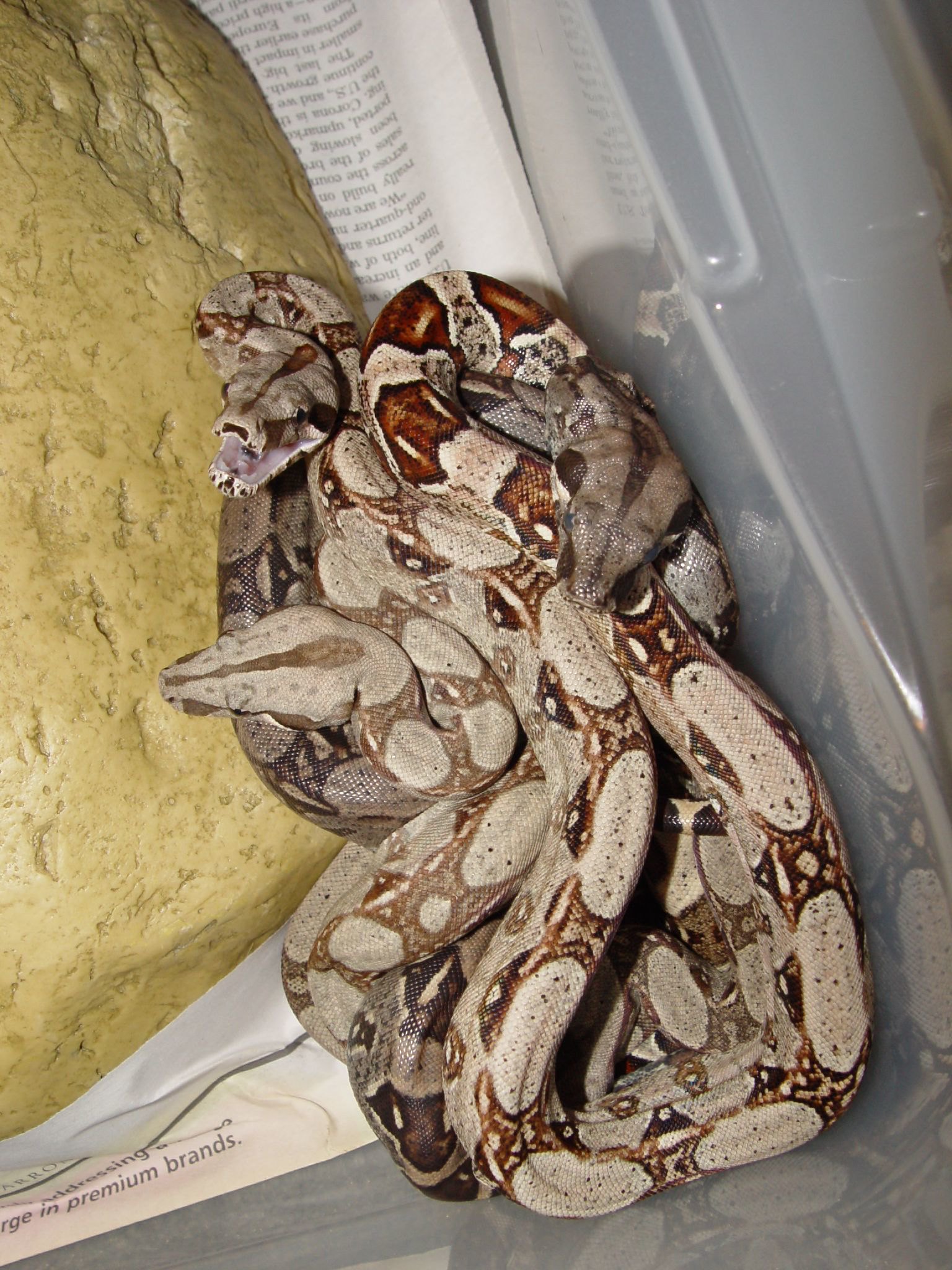 Definitive Guide To Red-tailed Boa Facts, Habitat, Conservation Status ...