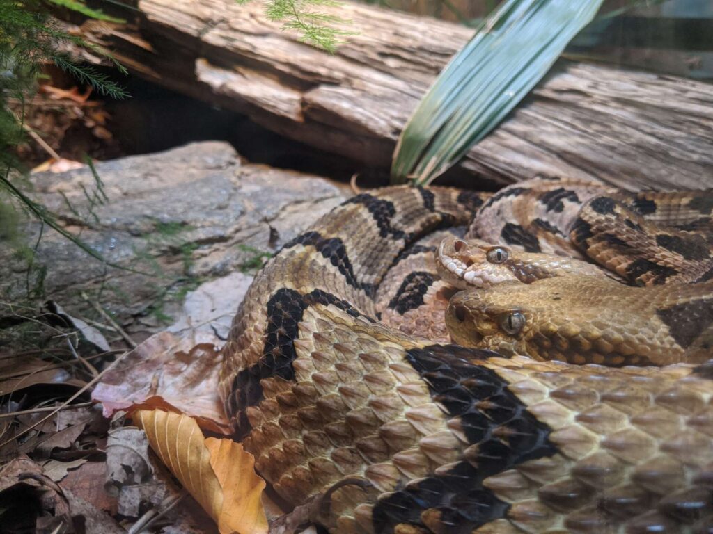 Timber Rattlesnake: Majestic Native - Zoos - USA - Georgia - Atlanta ...