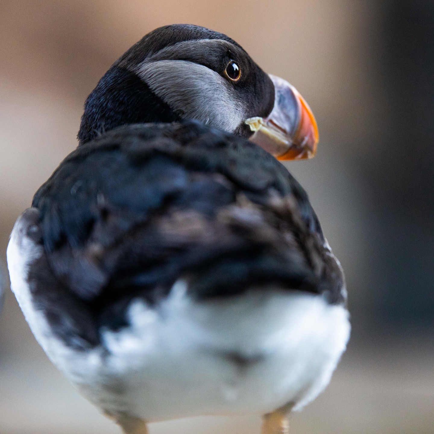 Meet Klay: Our Horned Puffin Of The Week - Zoos - USA - Alaska - Alaska ...
