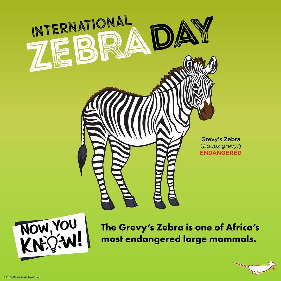 Celebrating International Zebra Day: Grevy's Zebra Facts - Zoo / Animal ...